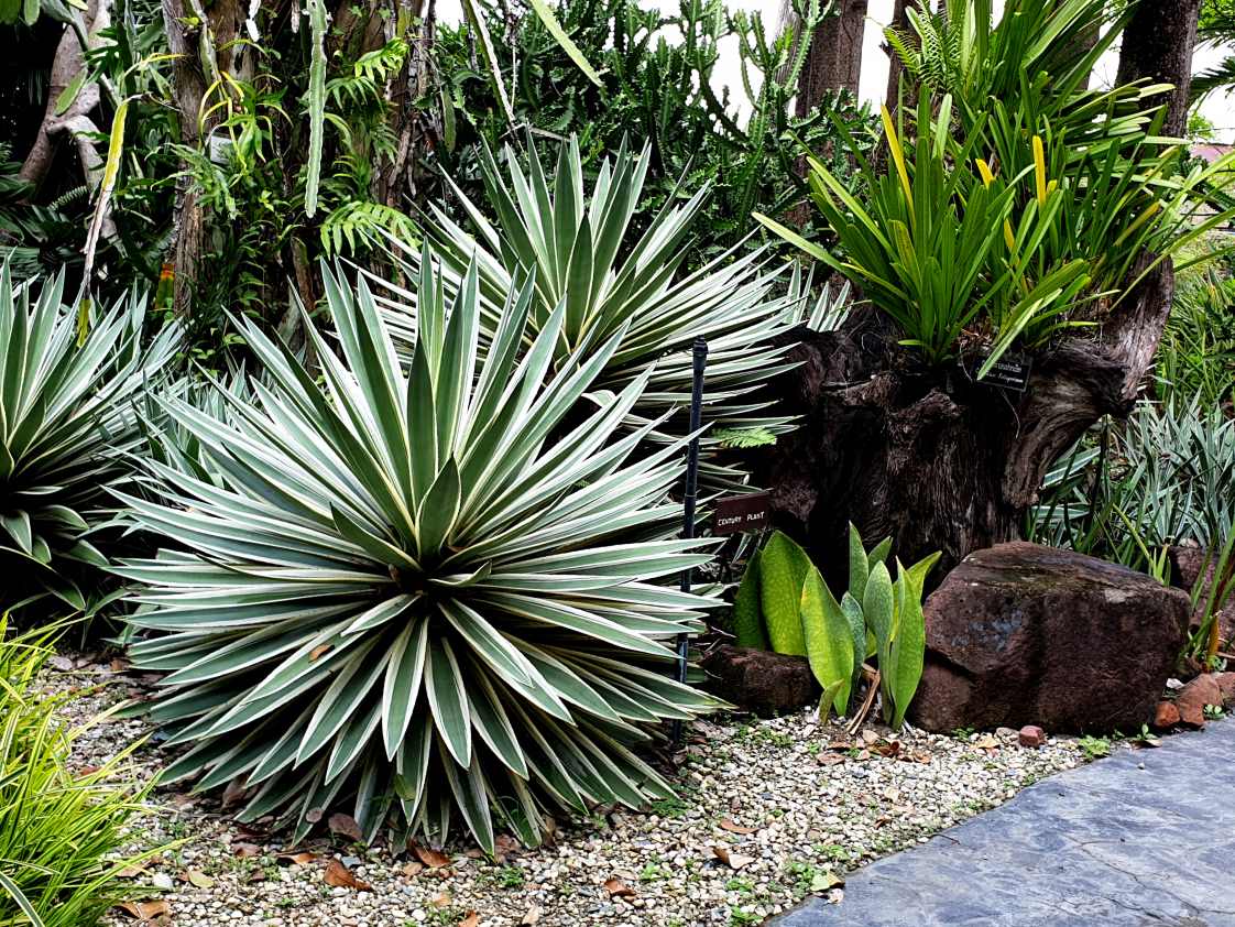 Juka ogrodowa – Ogro-plant