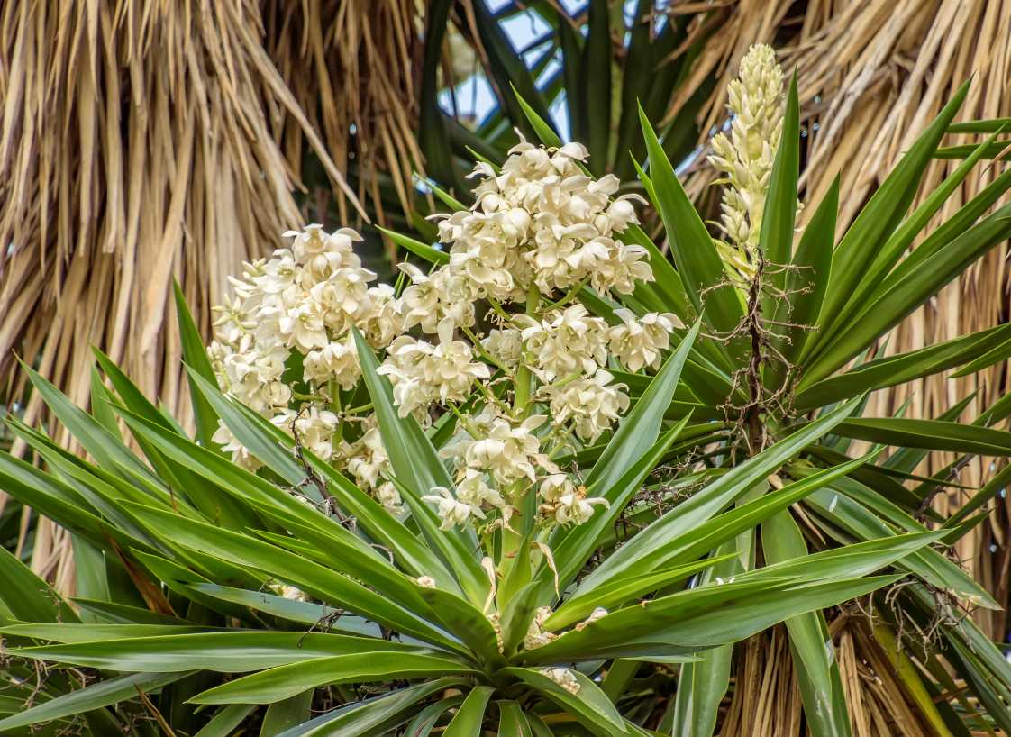 Juka ogrodowa – Ogro-plant