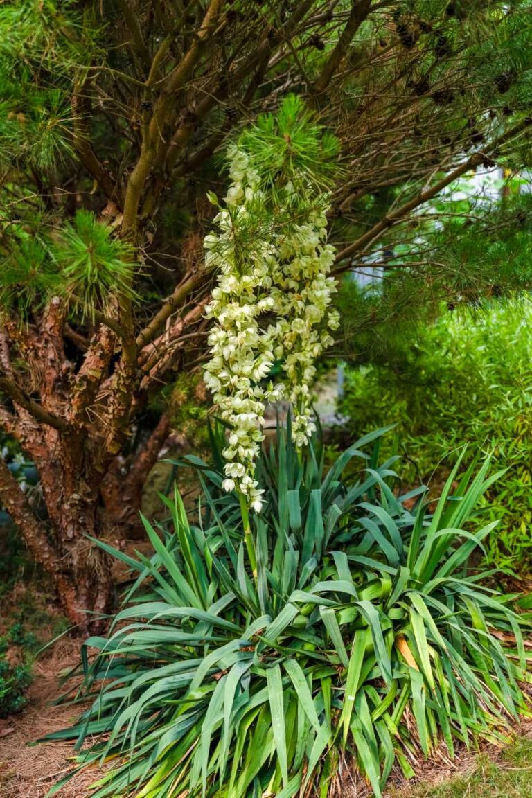 Juka ogrodowa – Ogro-plant